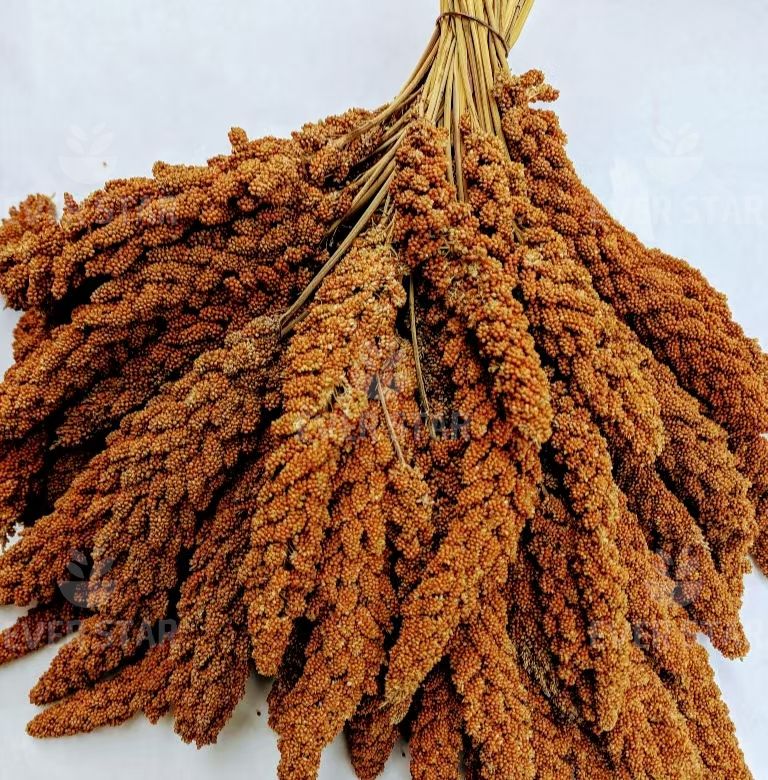 red millet spray