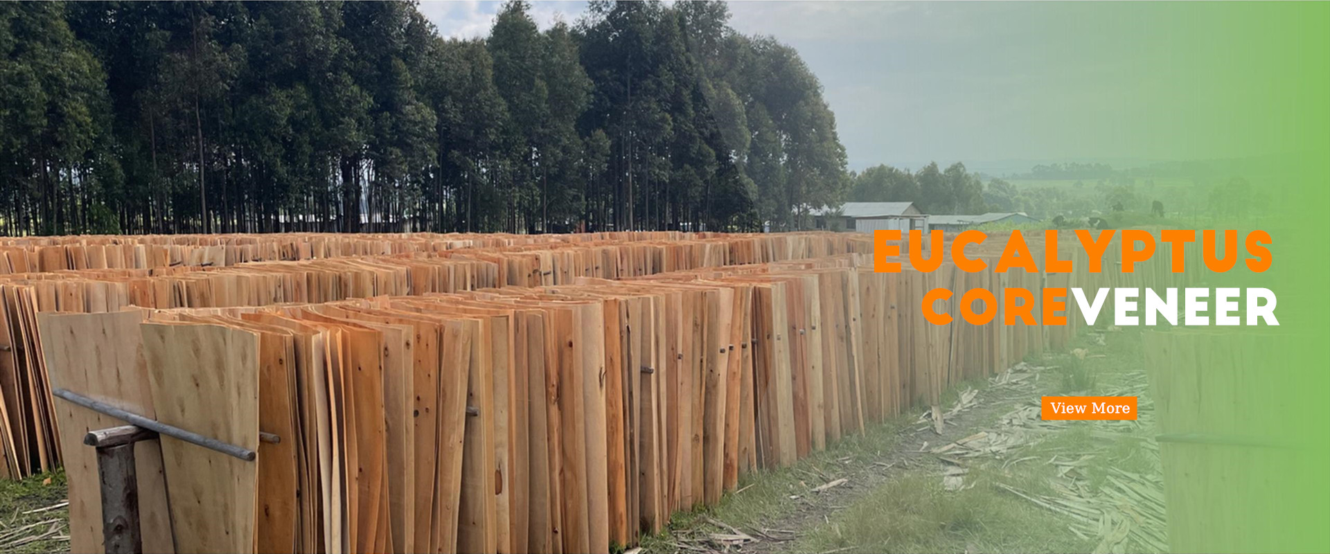 Eucalyptus Core Veneer Supplier