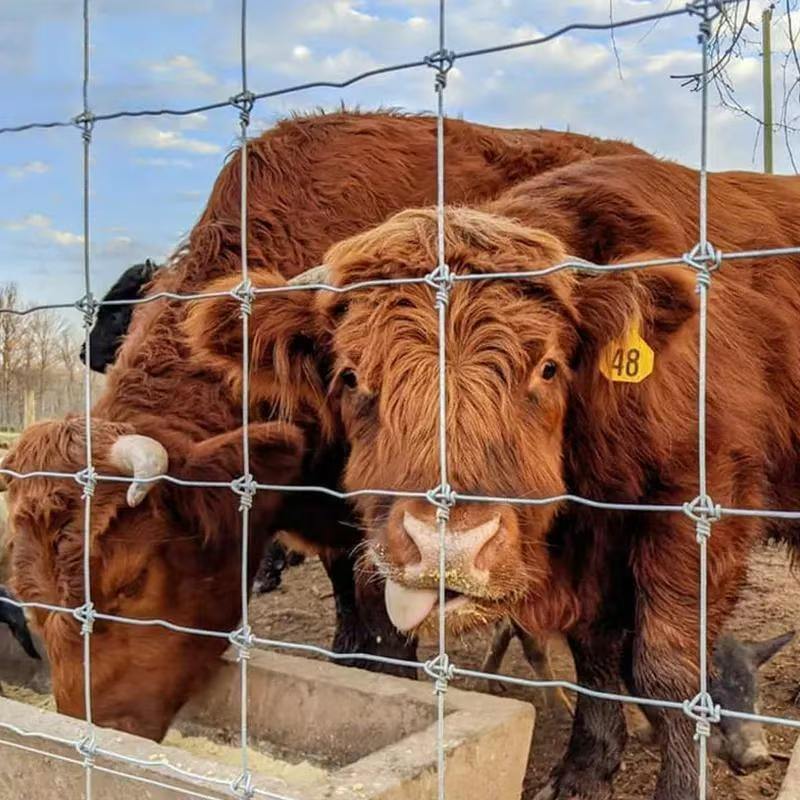 cattle fence wire,cattle panel fencing,best cattle fencing