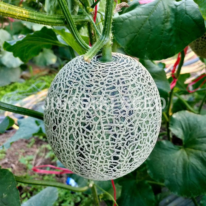 Netted Melon M8001