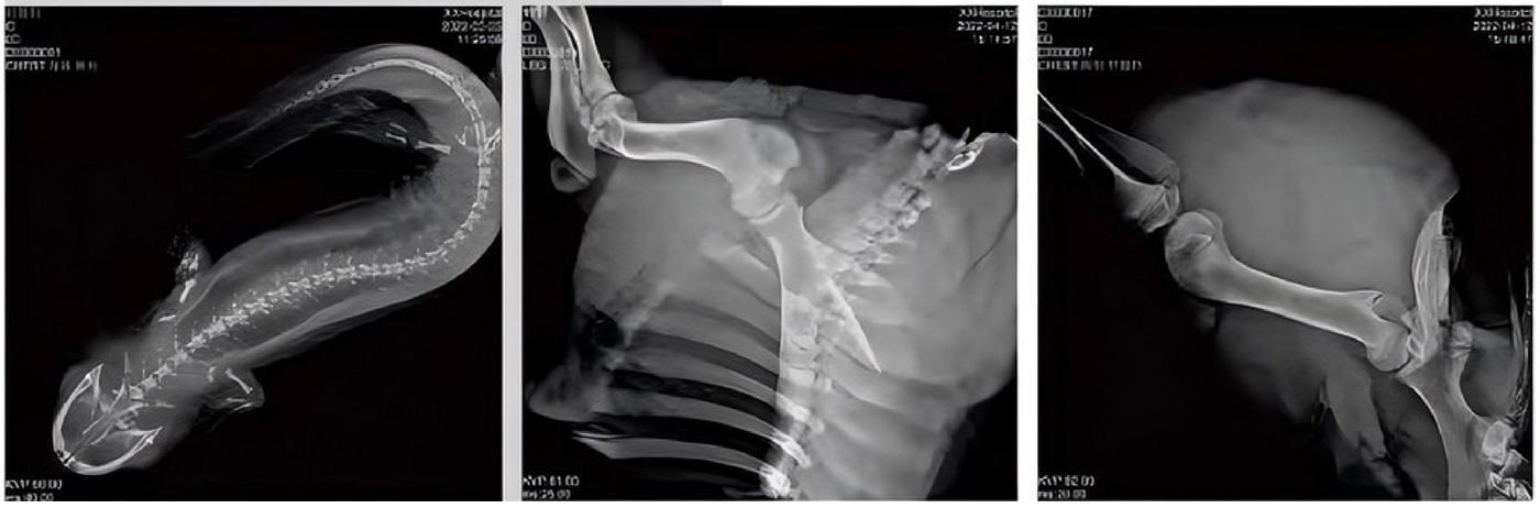 Digital X Ray Machine Veterinary, Veterinary Digital Radiography System