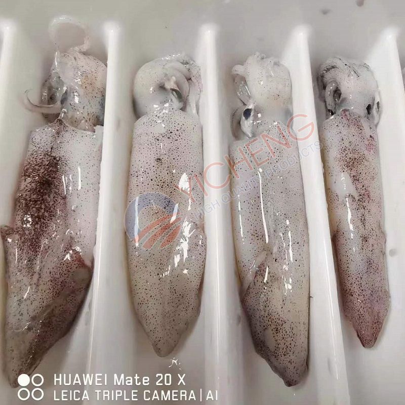 Aero squid, Giant Squid, Squid seafood, frozen seafood