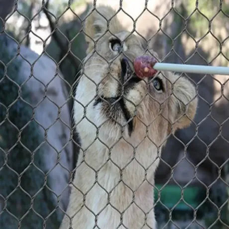 Lion Enclosure Mesh Supplier, Manufacturer - Jinjue