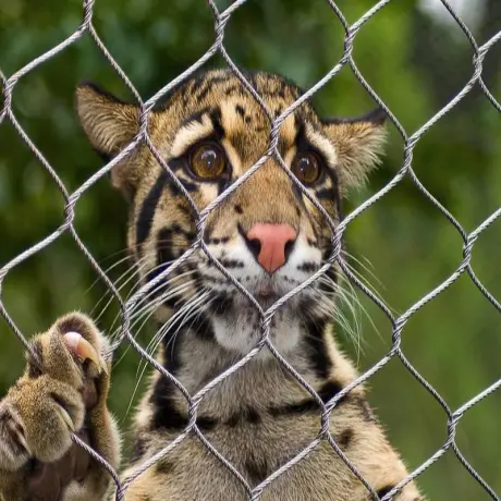 Rope Mesh Tiger Fencing Supplier, Manufacturer - Jinjue
