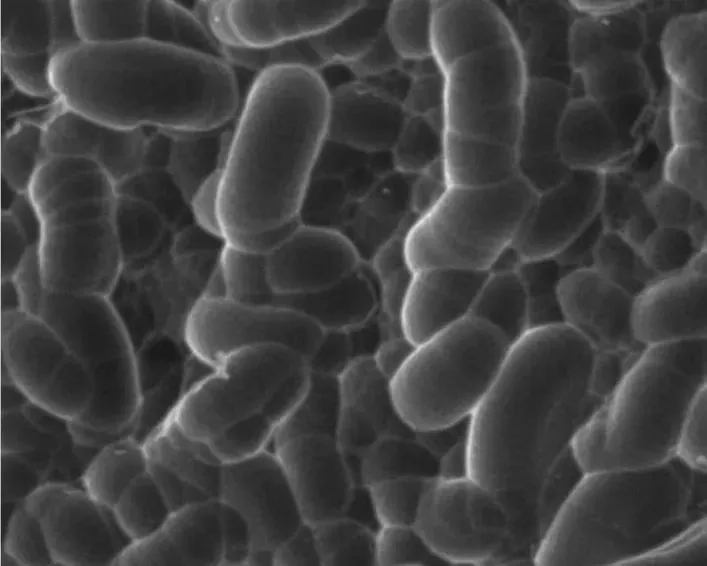 Importance and principle of silicon wafer cleaning