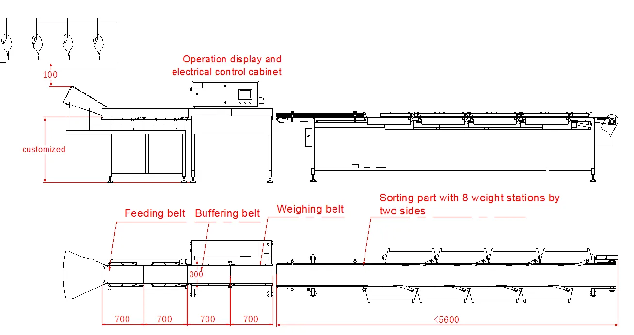 Chicken/broiler weighing grader for poultry farm