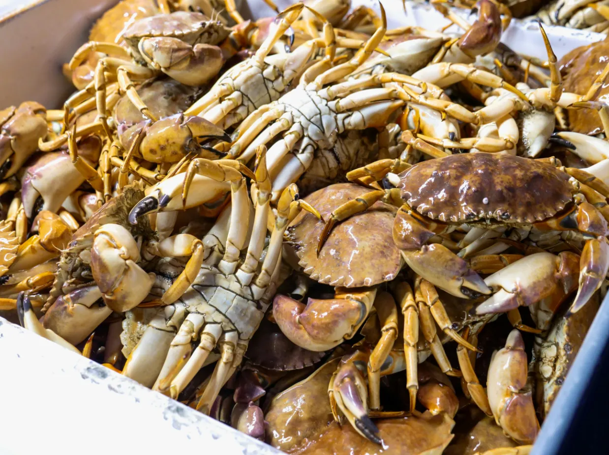 Automatic crab sorter Crab weighing and grading