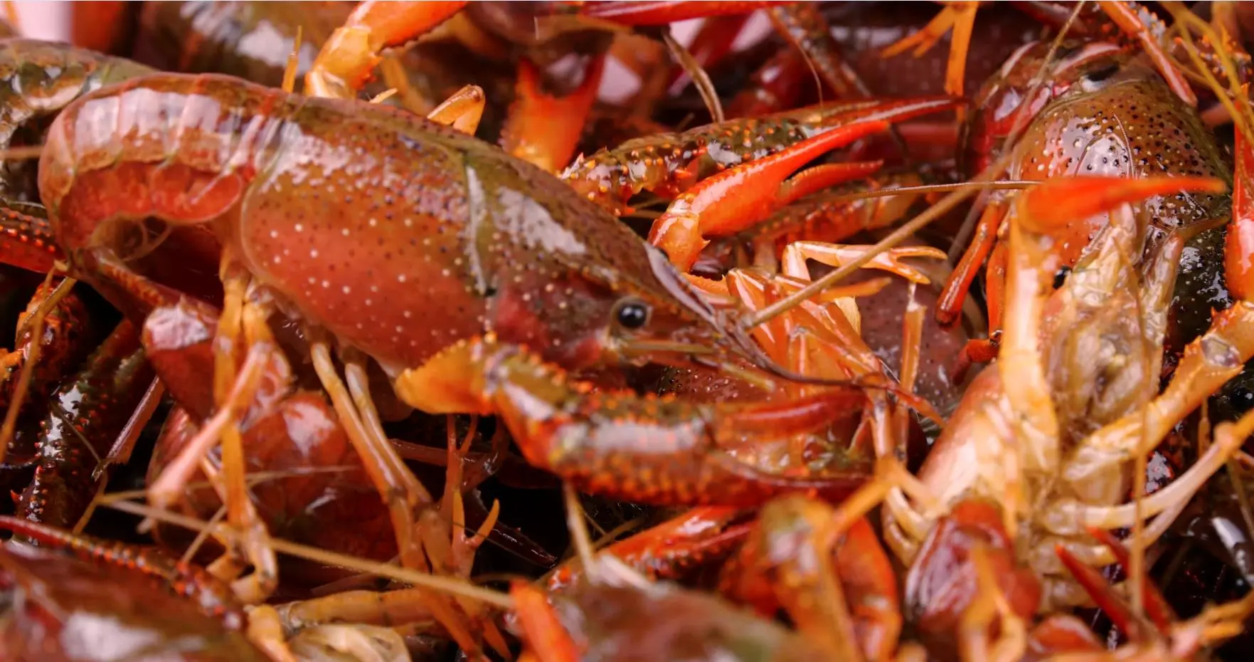 Give up manpower, an efficient artifact of crayfish industry
