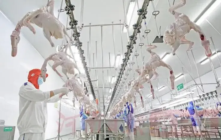 whole chicken weight sorting classifier use after poultry