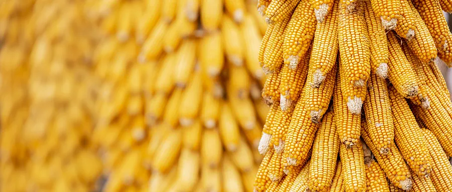 Corn Automatic Weighing And Sorting Machine