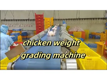 Chicken weight sorting machine.Chicken-grader-with-10-stations
