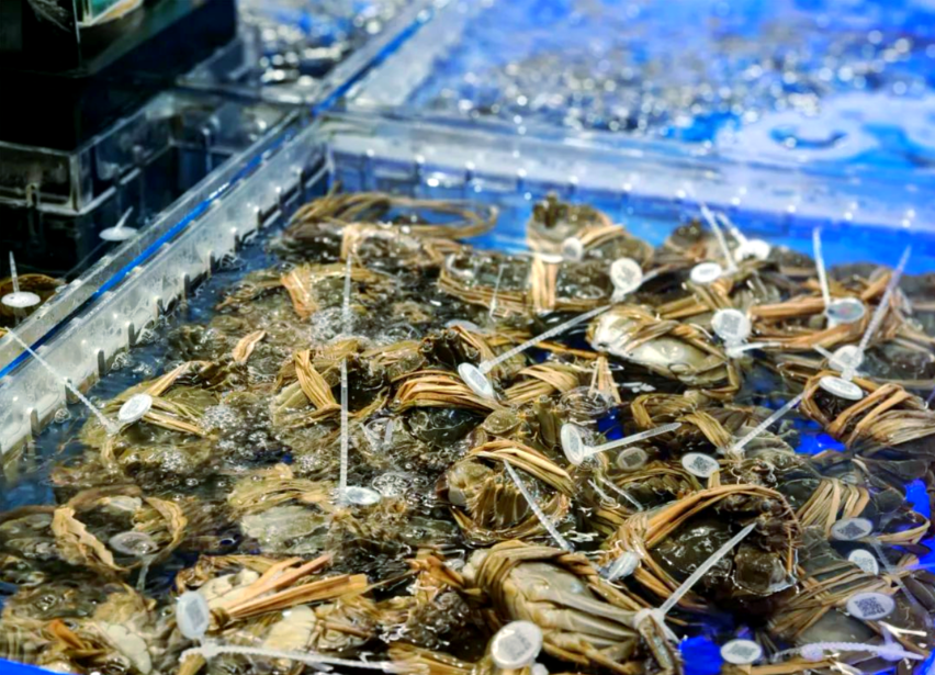 Industrial Crab Weight Sorter | High-Speed Checkweighers for Seafood ...