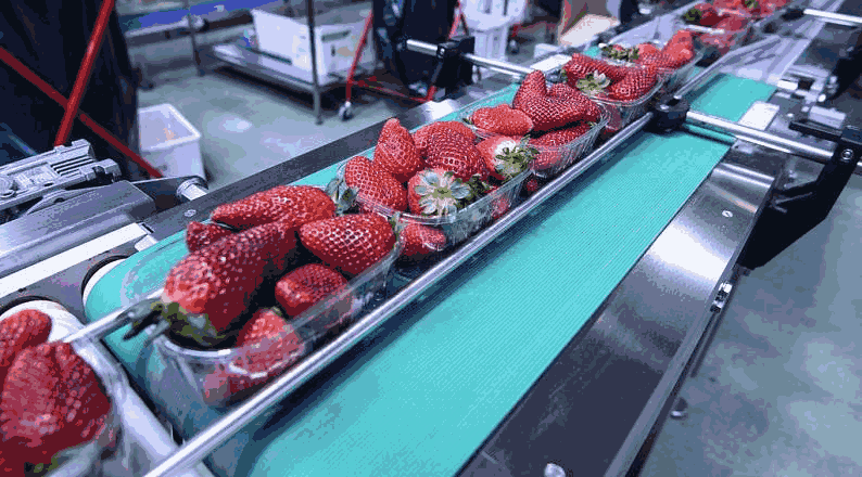 Fruit and Vegetable Weight Sorter of Automated Checkweigher: Weight ...