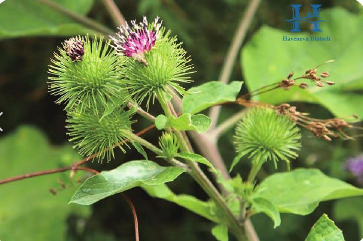 Burdock Root Extract for skin , burdock root extract for hair loss ...