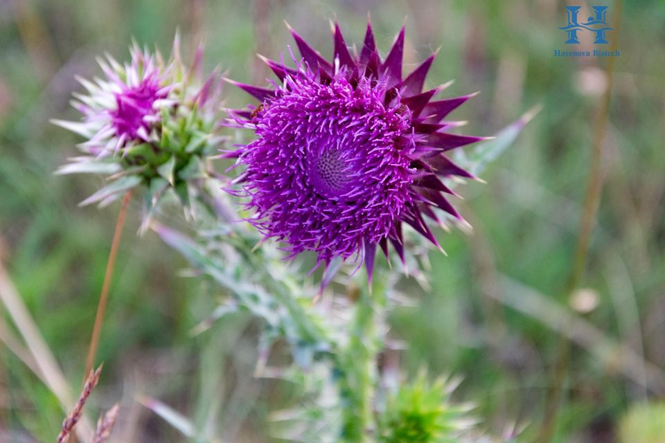 Milk Thistle Extract, Milk Thistle Extract Powder, 40% 80% Milk Thistle ...