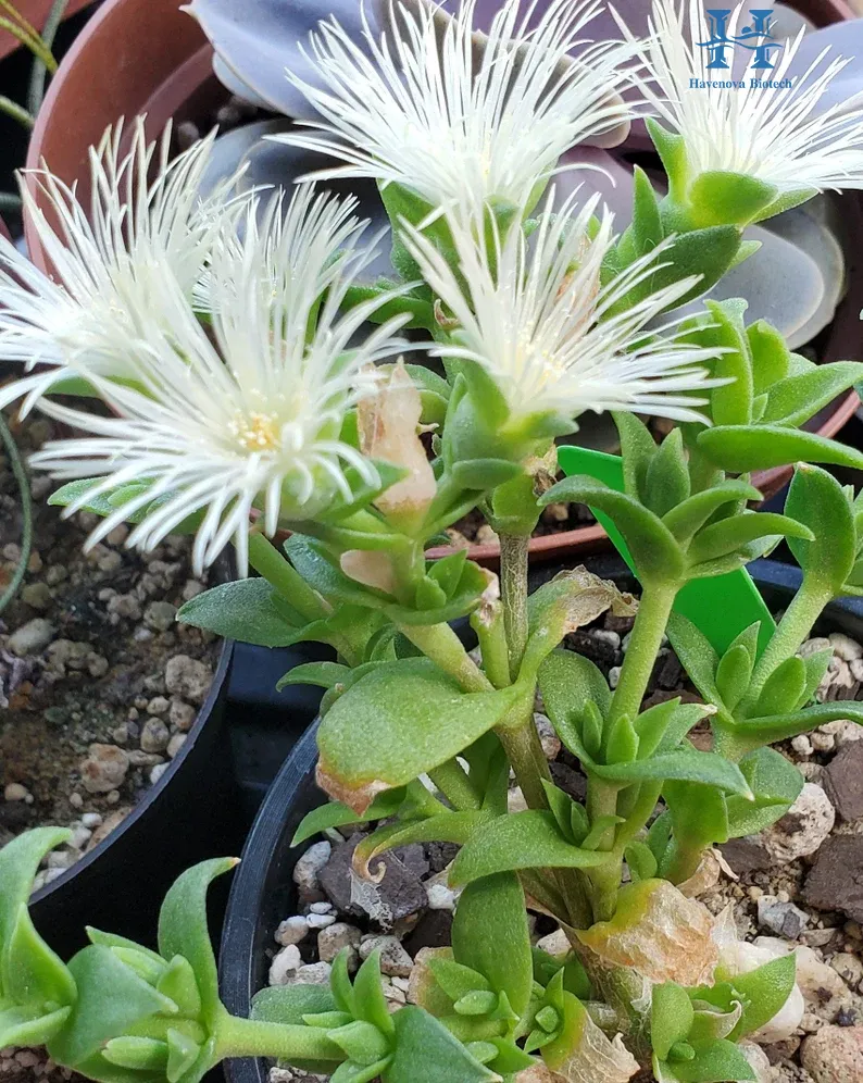 Sceletium Tortuosum Extract, Kanna Extract Powder, Mesembrine