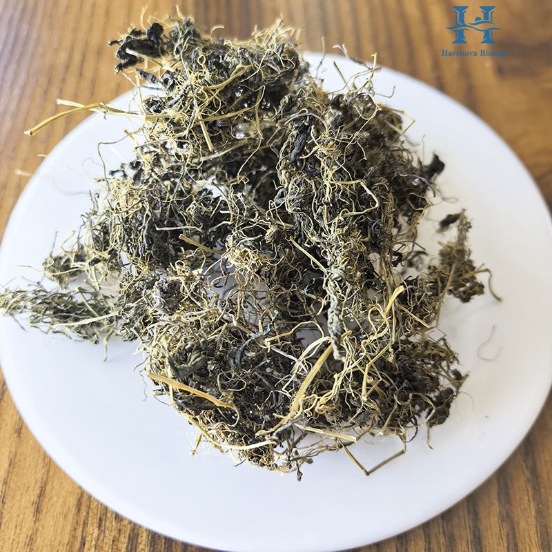 gynostemma extract, Gynostemma Extract Powder, gynostemma leaf extract