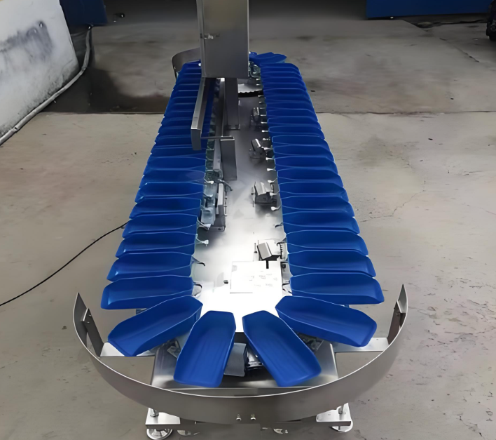 Special Oyster Sorter Machine and Grader
