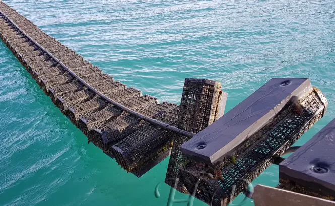 How to remove oyster innards