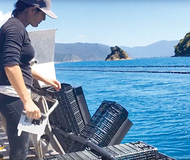 Oyster Basket for Faster Harvesting | Premium Oyster Farming Equipment
