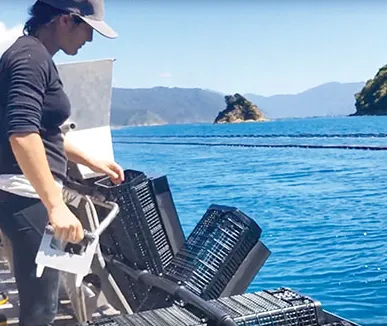 Flip Farm Oyster System