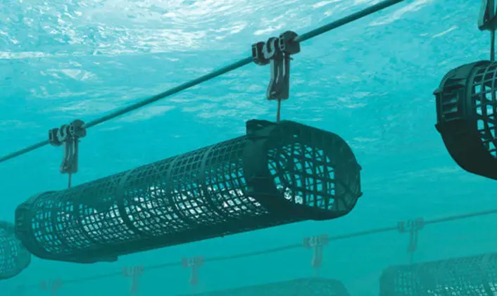 oyster flip farm basket