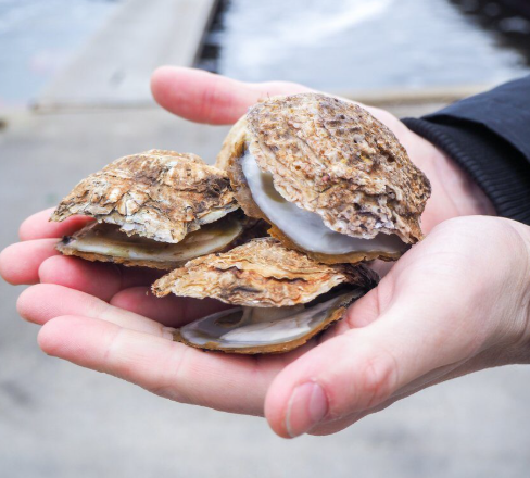How should I store oysters at home