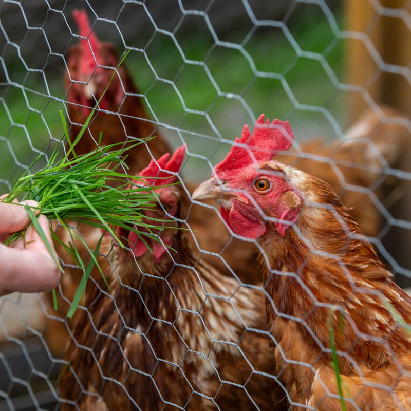Poultry Fence, Chicken Wire Mesh, Farm Fencing Supplier