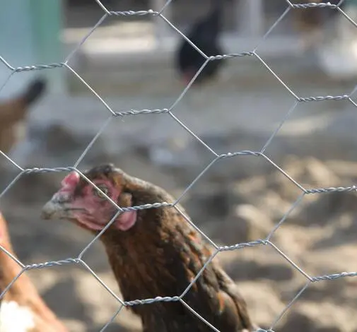 Understanding Chicken Wire Fences: A Comprehensive Guide