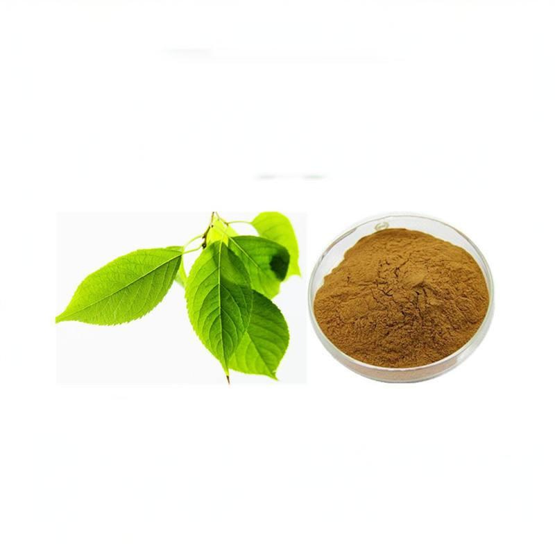 Chlorogenic Acid - Eucommia Ulmoides Extract Powder Manufacturer