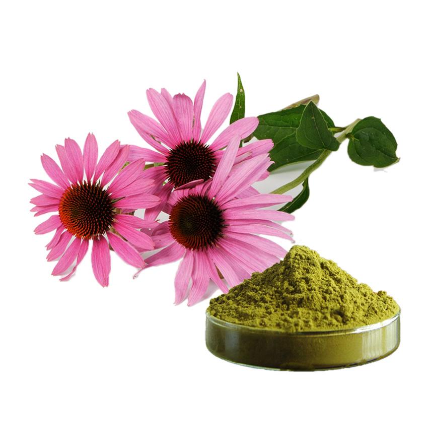 Echinacea Extract (4% cichoric acid) Manufacturer