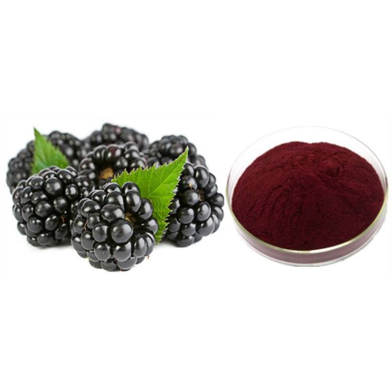 Blackberry Extract Powder Manufacturer / Supplier
