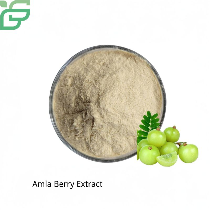 Amla Berry Extract Manufacturer