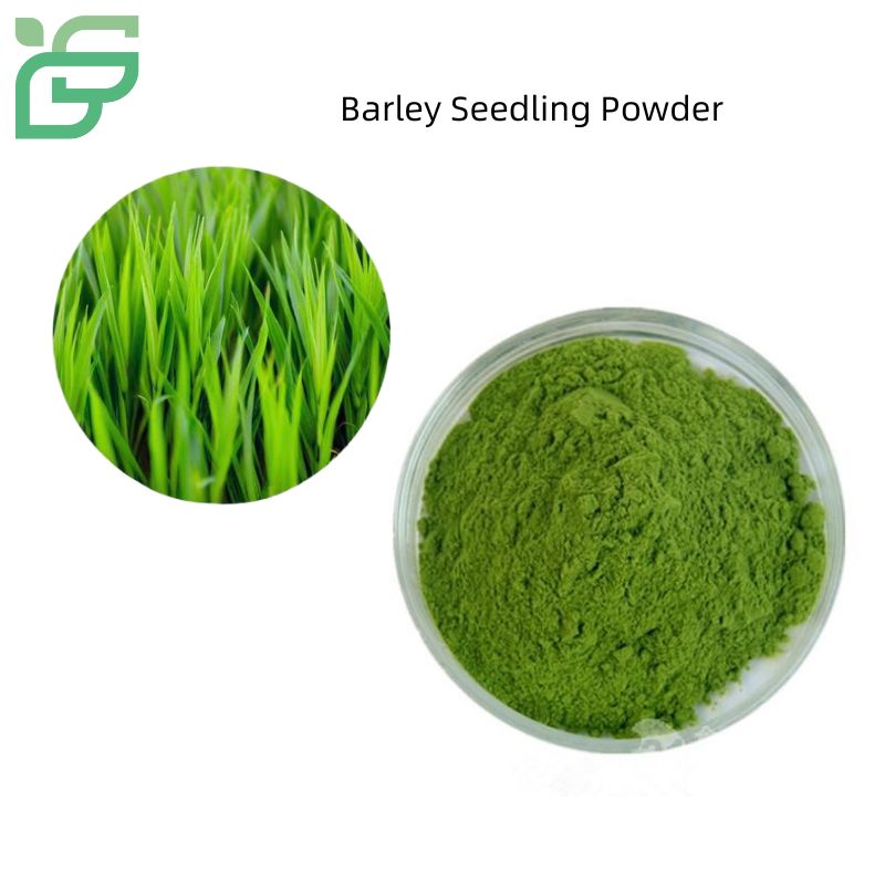 Barley Seedling Powder Manufacturer