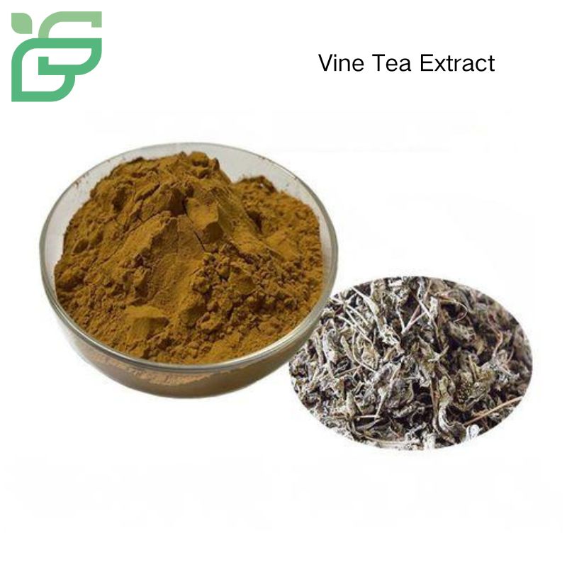 Vine Tea Extract Manufacturer