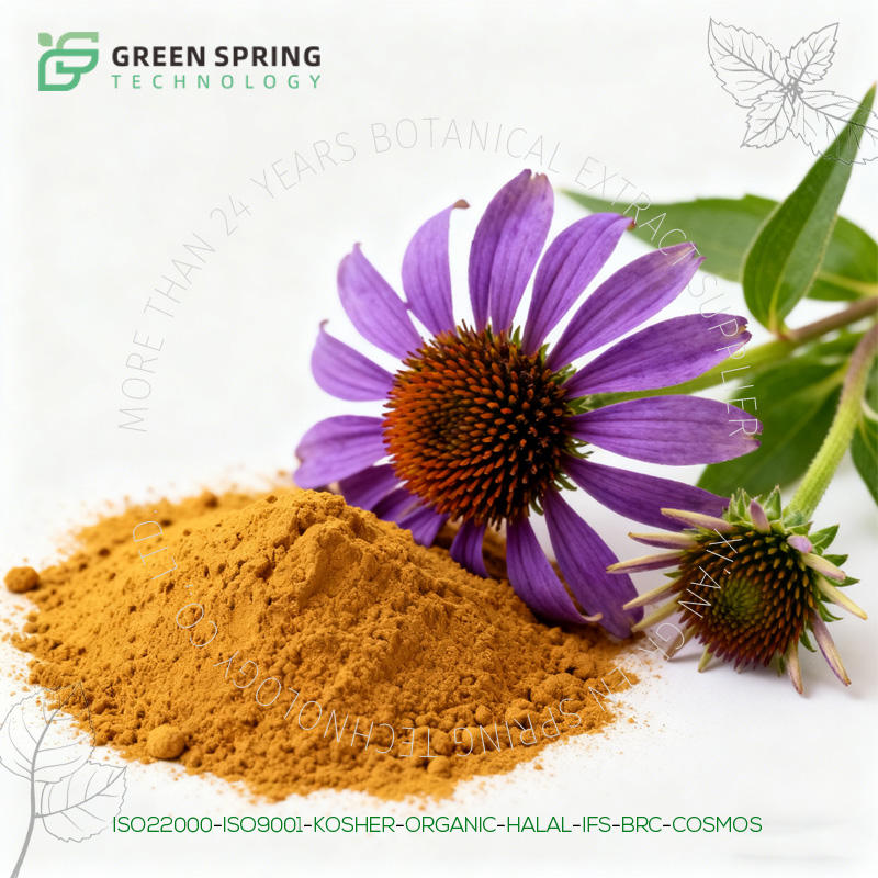 Echinacea Extract (4% cichoric acid) Manufacturer